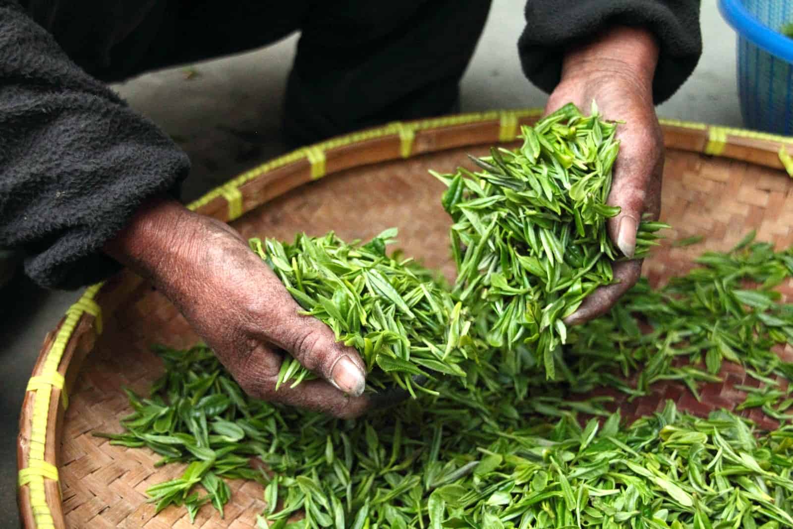 How to Grow Green Tea? - My Green Feasts